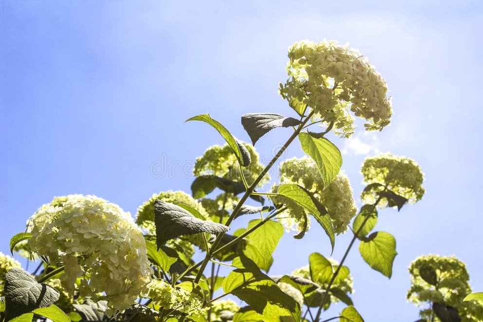 White Hydrangeas on Long Branches Against the Backdrop of Blue Sky ...