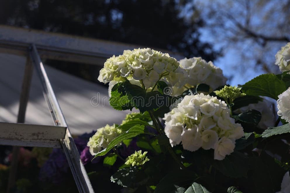 White Hydrangeas in the Sunlight Stock Image - Image of field, flowers ...
