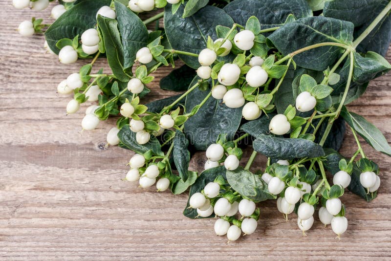 White Hypericum on Wooden Background Stock Image - Image of pattern ...