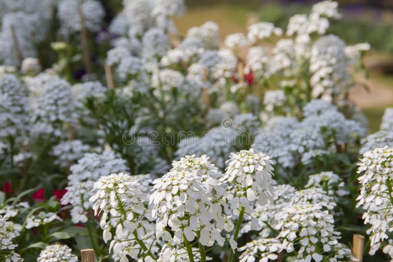 White iberis amara flower stock image. Image of sempervirens - 268816587