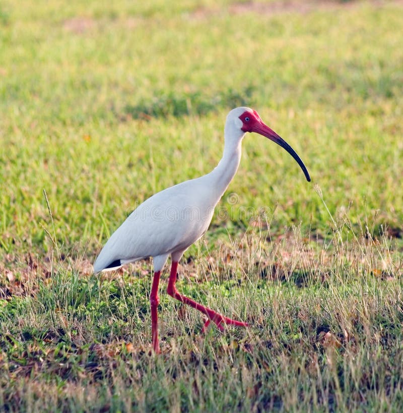 White ibis stock photo. Image of colors, field, grass - 11728426