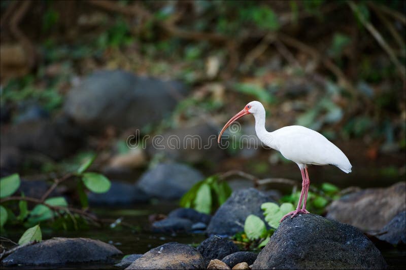 White Ibis. stock image. Image of rica, bill, black, america - 16066251
