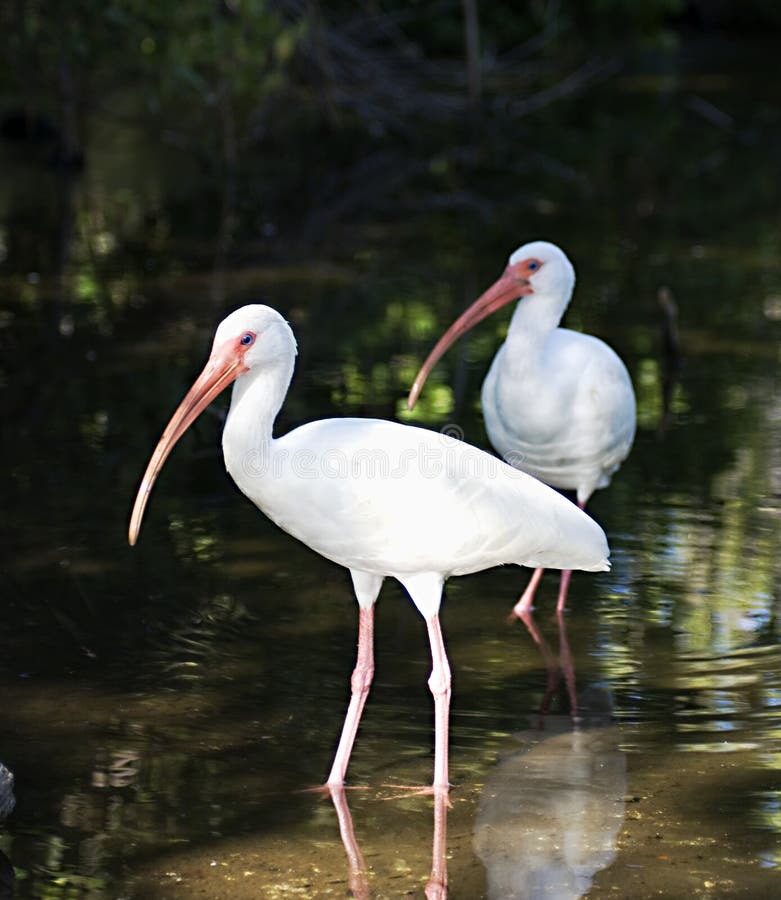 White ibis stock photo. Image of white, ornithology, albus - 2028828