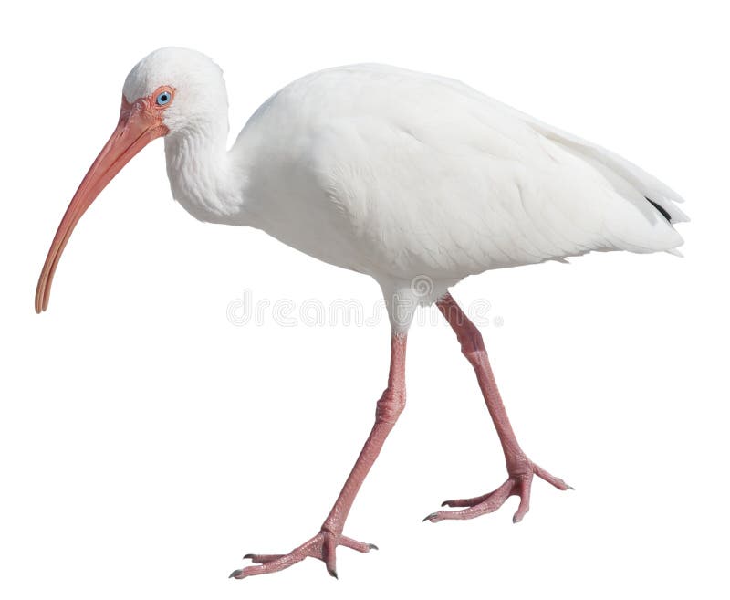 White ibis stock image. Image of eudocimus, ibis, white - 50344567