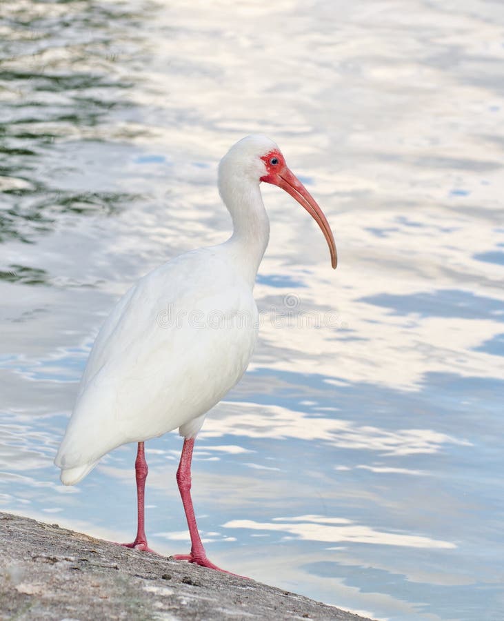 White Ibis stock photo. Image of nature, beak, waterbird - 29314600