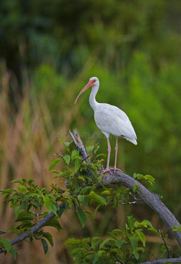 White ibis stock photo. Image of white, feathers, florida - 3845640