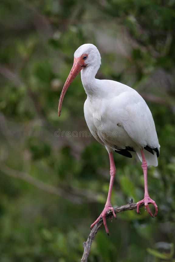 White Ibis stock photo. Image of perch, ibis, beak, perched - 691272