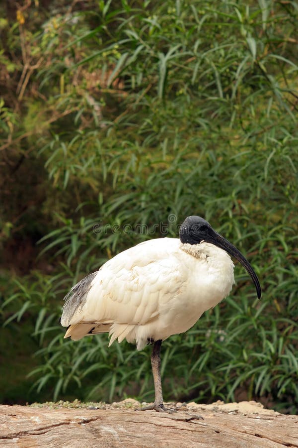White ibis stock image. Image of beak, sanctuary, ibis - 692313