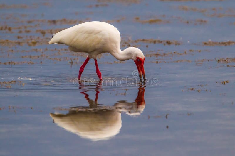 White Ibis stock photo. Image of colors, probe, probing - 70516518