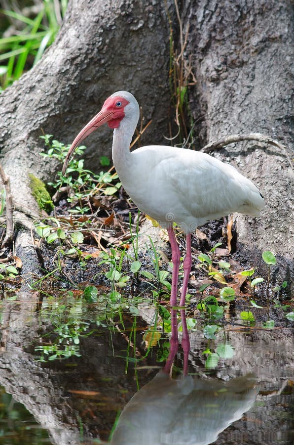 White Ibis stock photo. Image of ibis, adult, wildlife - 33465172