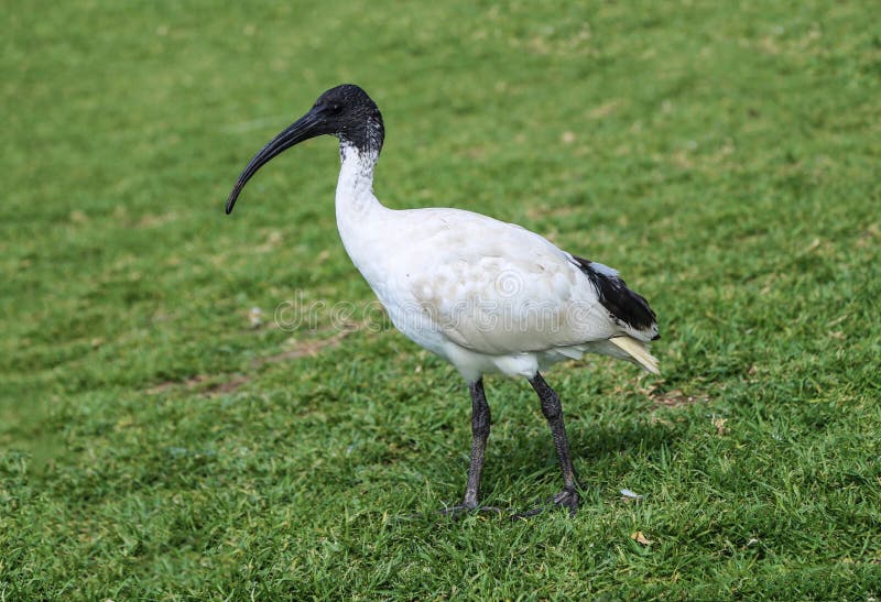 White Ibis in australia stock image. Image of ciconiiformes - 64347371