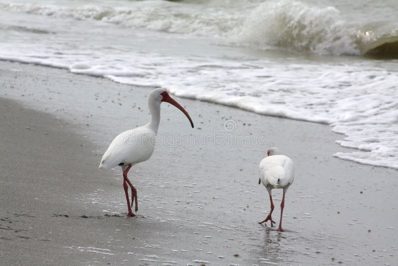 White Ibis on Beach stock image. Image of ocean, birds - 93908329