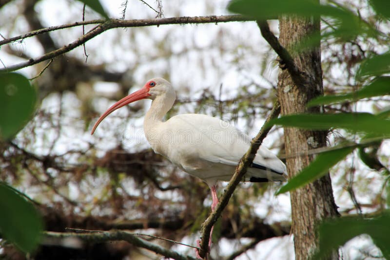 White Ibis Bird stock image. Image of florida, corkscrew - 268676815