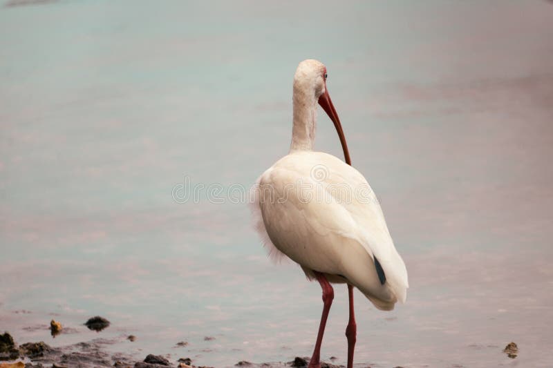 White Ibis Bird Looking at the Horizon Stock Image - Image of looking ...