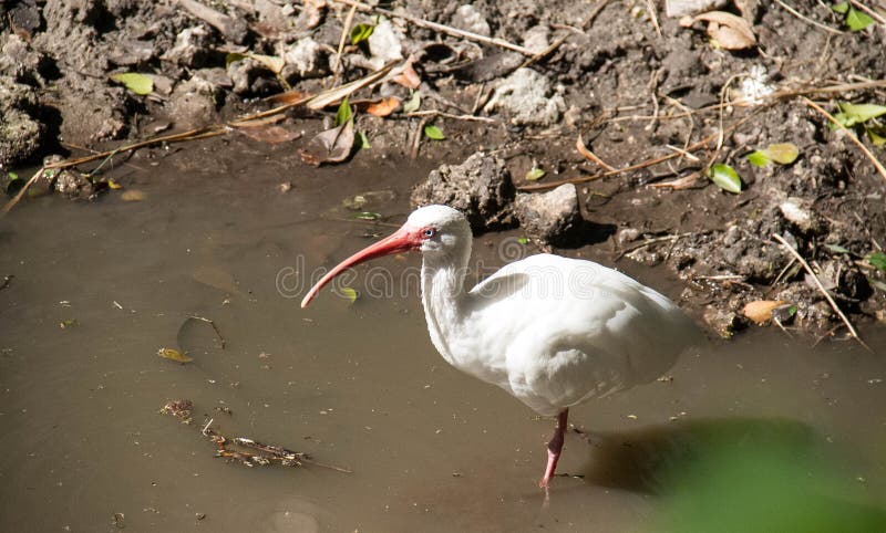 White Florida Water bird stock photo. Image of blue, eating - 90178580