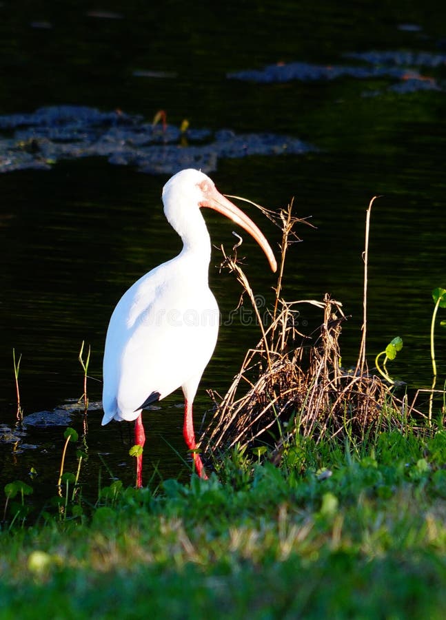 White ibis bird stock photo. Image of duckling, florida - 140934010