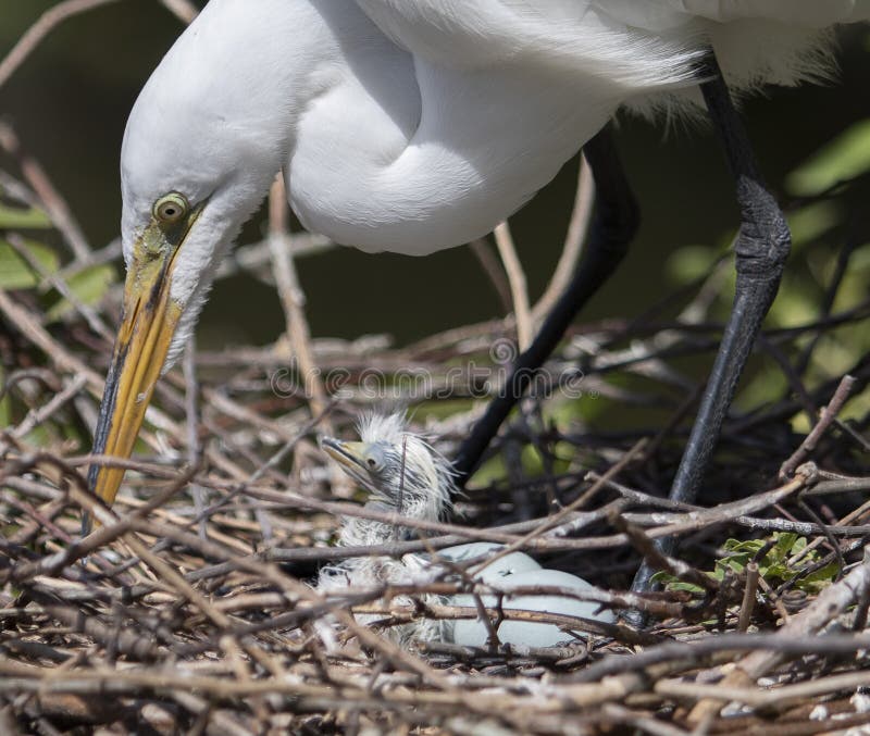 White Ibis Caring for Its Young Stock Photo - Image of baby, long ...