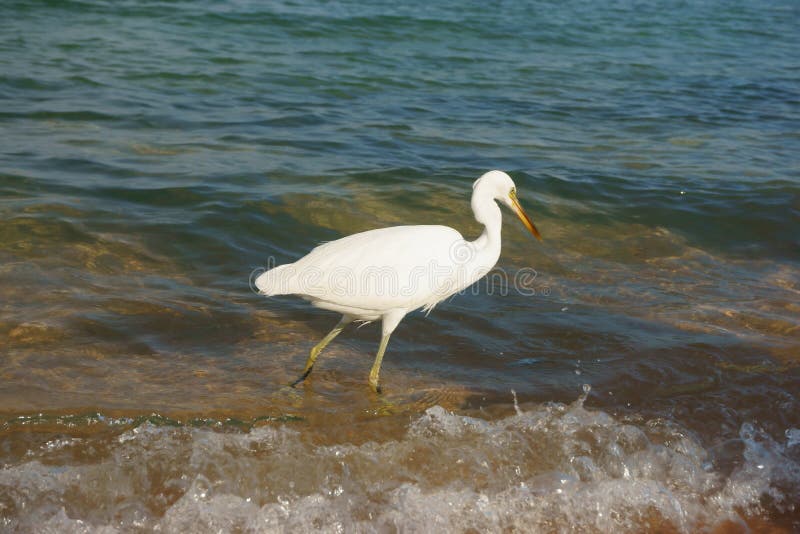 White Ibis Eats Fish Stock Photos - Free & Royalty-Free Stock Photos ...