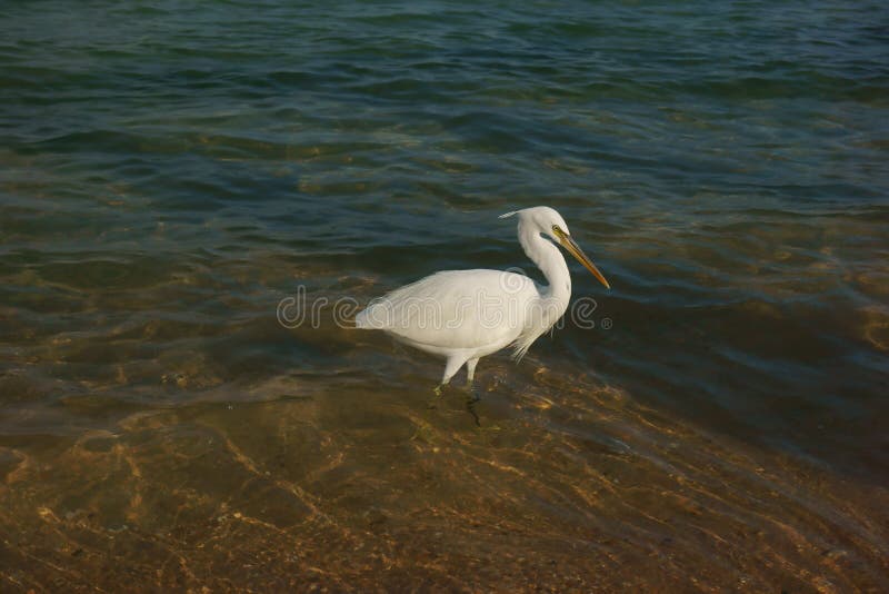 White ibis stock image. Image of bodies, outdoors, bird - 48865149