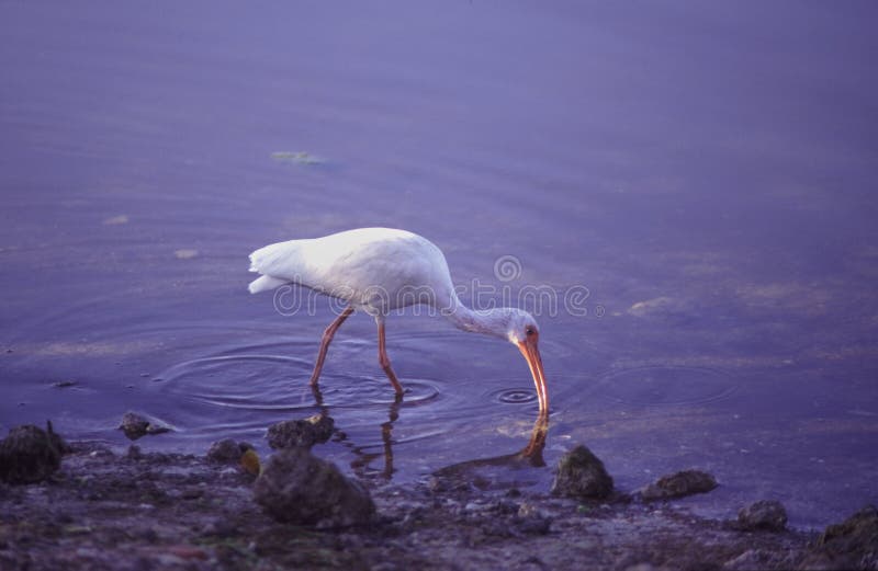 White Ibis (Eudocimus Albus) Stock Image - Image of predator, hunter ...