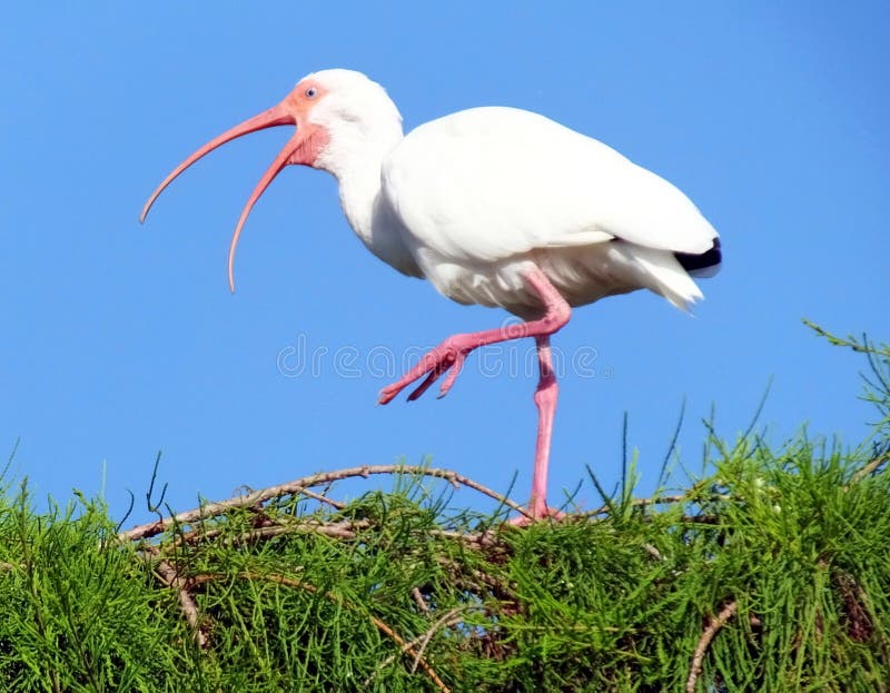 White Ibis (Eudocimus Albus) Stock Image - Image of albus, avian: 43572677