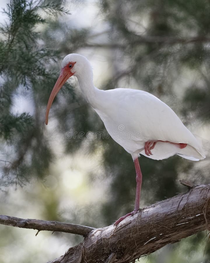 White Ibis Perched in a Tree - Homosassa, Florida Stock Photo - Image ...