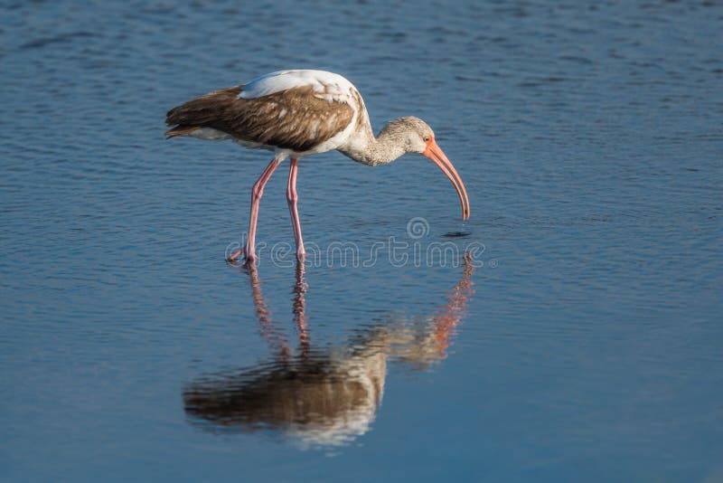White Ibis (Eudocimus Albus) Stock Image - Image of ibis, observing ...