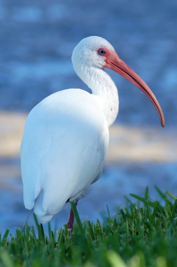 Florida White Ibis Birds stock image. Image of florida - 11831831