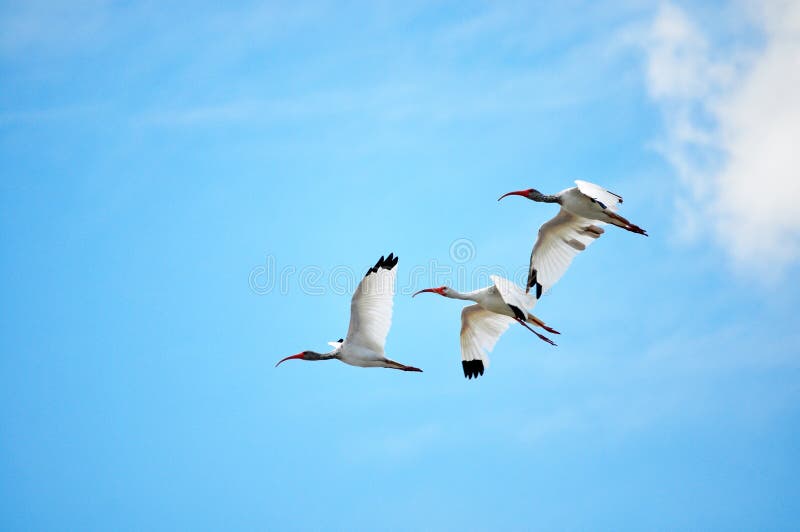 White Ibis in Flight stock photo. Image of flight, eudocimus - 21224810