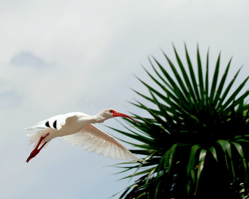 Closeup of ibis stock photo. Image of everglades, tropical - 35901314