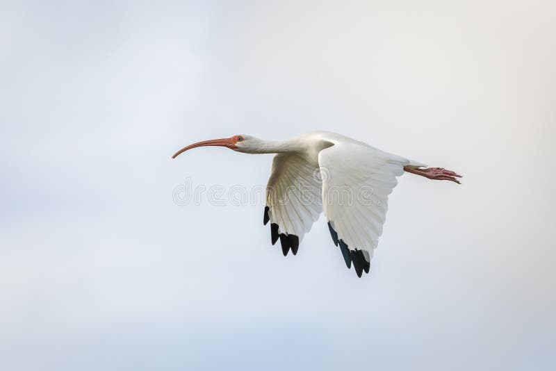White Ibis in Flight - Merritt Island, Florida Stock Image - Image of ...