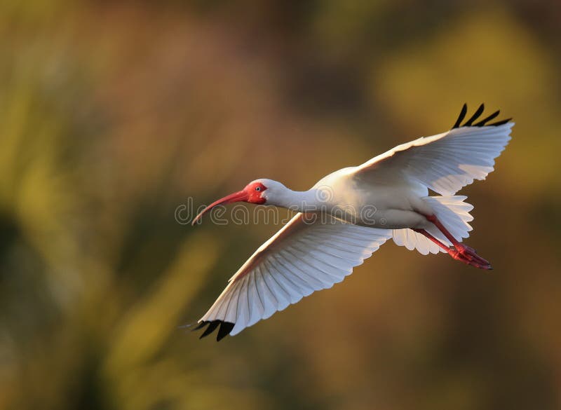 White Ibis in flight stock image. Image of beauty, legs - 36125171