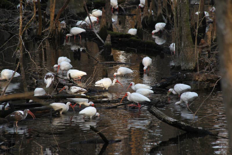 Ibis Colony stock image. Image of life, nature, curved - 34943513