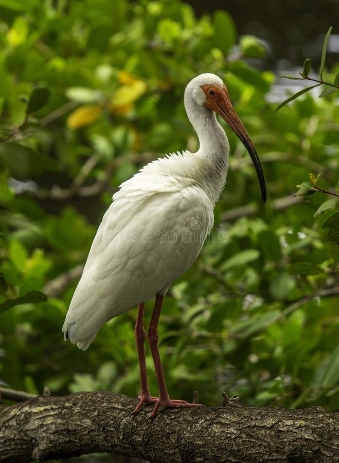 White Ibis in Florida Swamp Stock Photo - Image of south, wader: 171164616