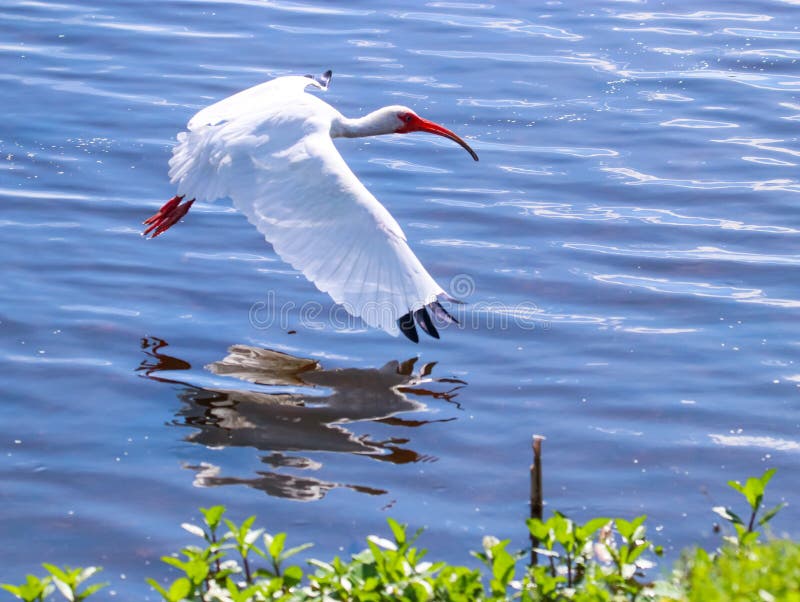 White Ibis in Flight stock image. Image of lakes, east - 141127843