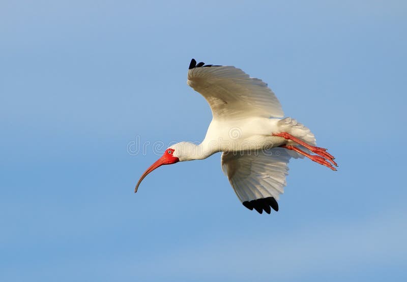White Ibis Flying Over a Pond Stock Photo - Image of flying, tall: 5274410