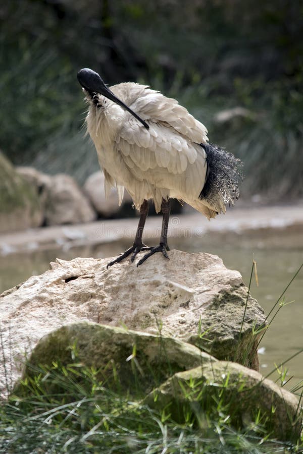The White Ibis is Preening Its Feathers Stock Image - Image of white ...