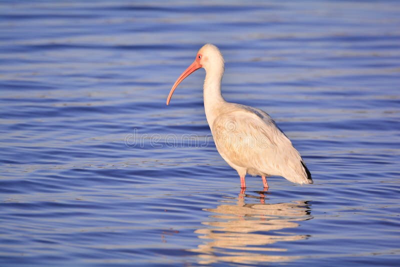 White ibis hunting editorial image. Image of nature, bird - 64480675