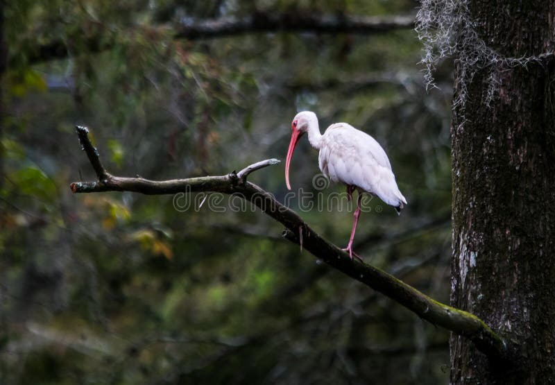 White Ibis stock image. Image of photograph, warm, outdoors - 59994069