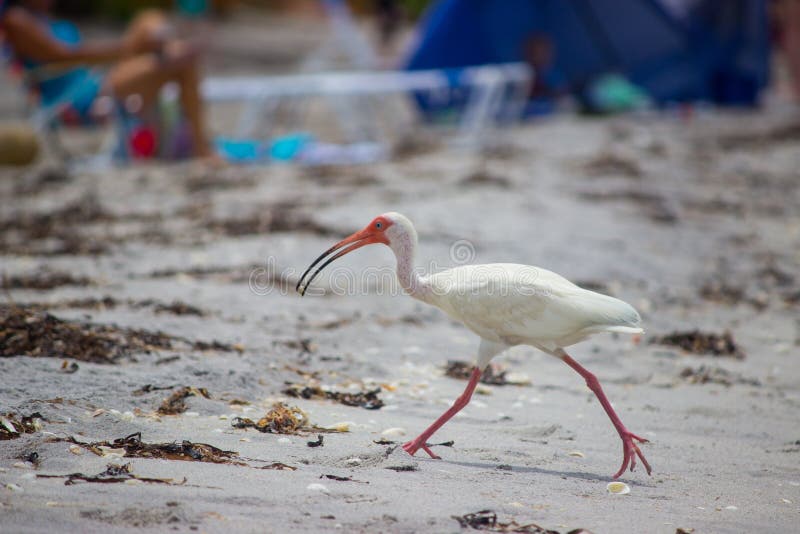 White Ibis Running on Beach Stock Image - Image of ibis, ocean: 74704489
