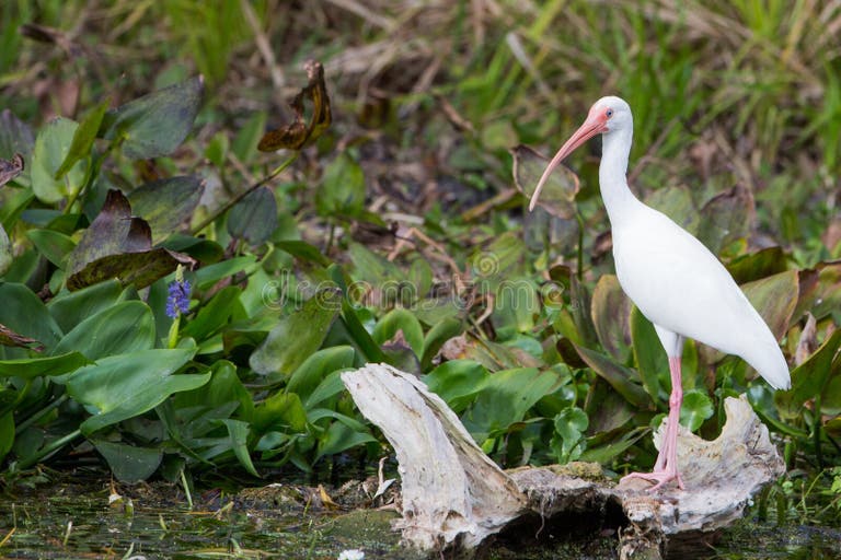 White Ibis stock image. Image of sitting, water, river - 85971041