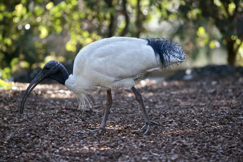 A white ibis stock image. Image of white, ugly, legs - 126912787