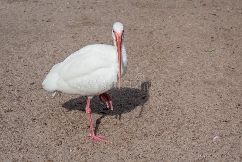 White Ibis Standing on One Foot, Looking at You Stock Photo - Image of ...