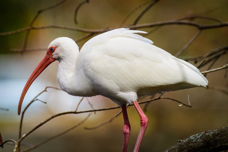 Brown Loliage Stock Photos - Free & Royalty-Free Stock Photos from ...