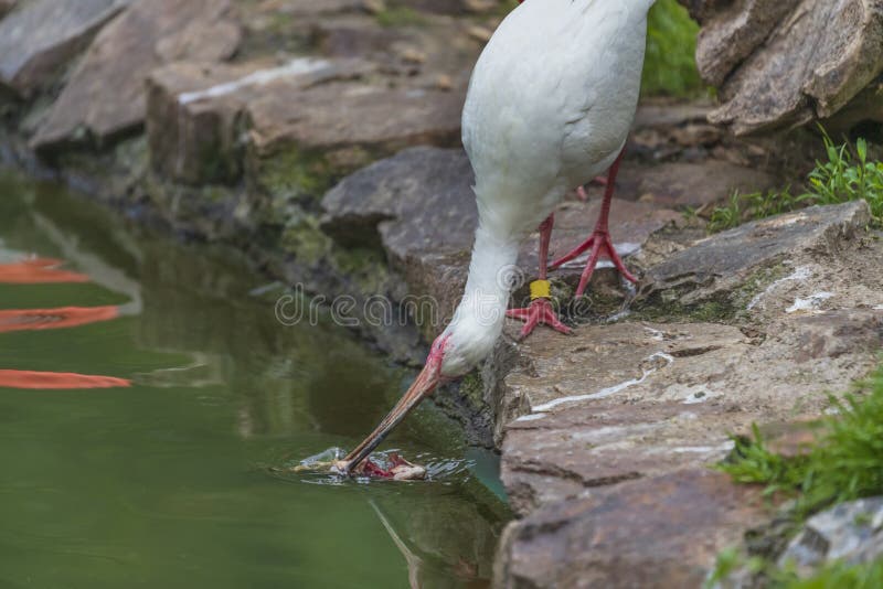 The White Ibis Stands on the Shore and Catches Fish from the Pond with ...