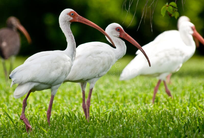 White Ibises Foraging for Insects Stock Photo - Image of white, nature ...