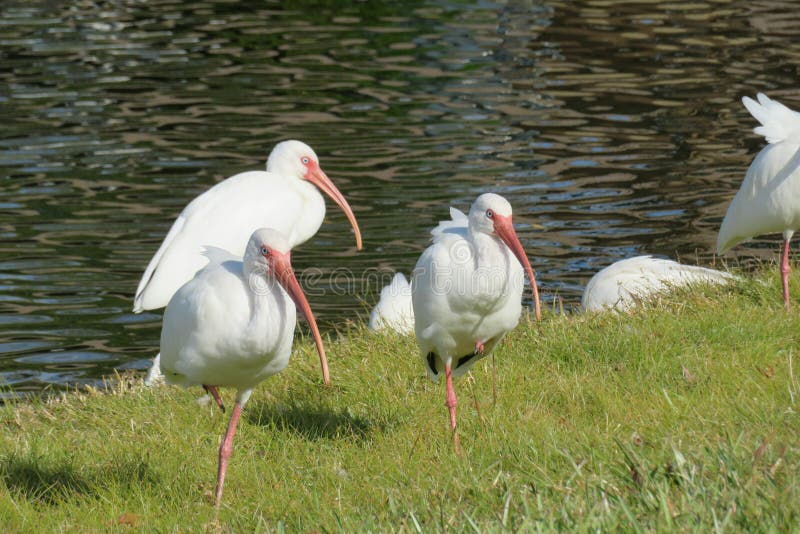 Ibises Near the Pont in Florida Stock Image - Image of backgrounds ...
