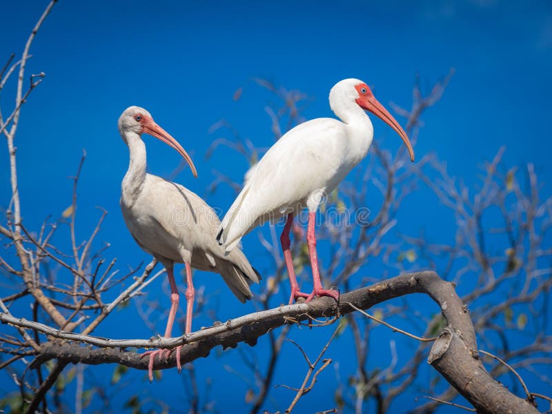 White ibises in the sky stock image. Image of river - 211786249
