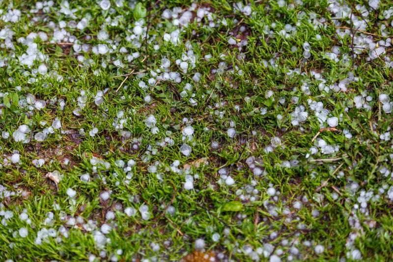 White Ice Hail on the Green Grass after Summer Storm Stock Image ...