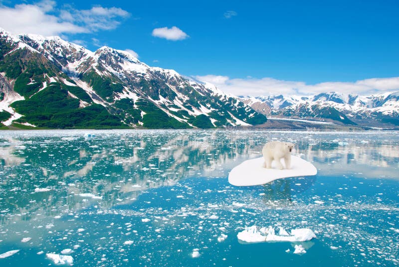 White Icebear Drifting on a Ice Floe. Environment, Ecosystem and Global ...